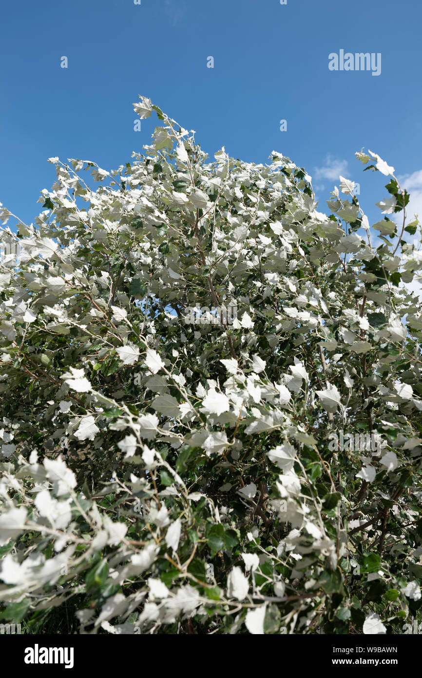 tree populus alba nivea in heavy summer storm shows light underside of ...