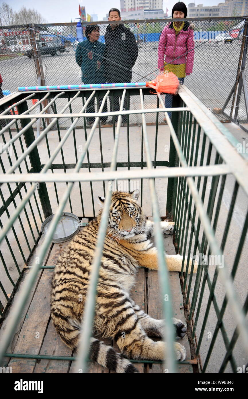 Local Chinese residents look at a tiger kept in the cage outside a ...