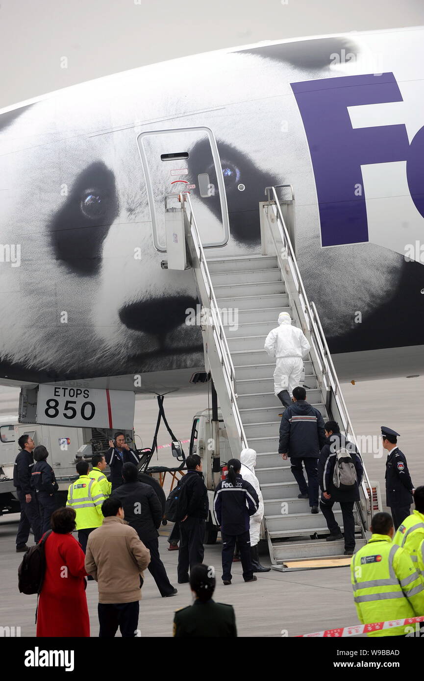 A FedEx cargo plane boarding with the giant pandas Tai Shan and Mei Lan ...