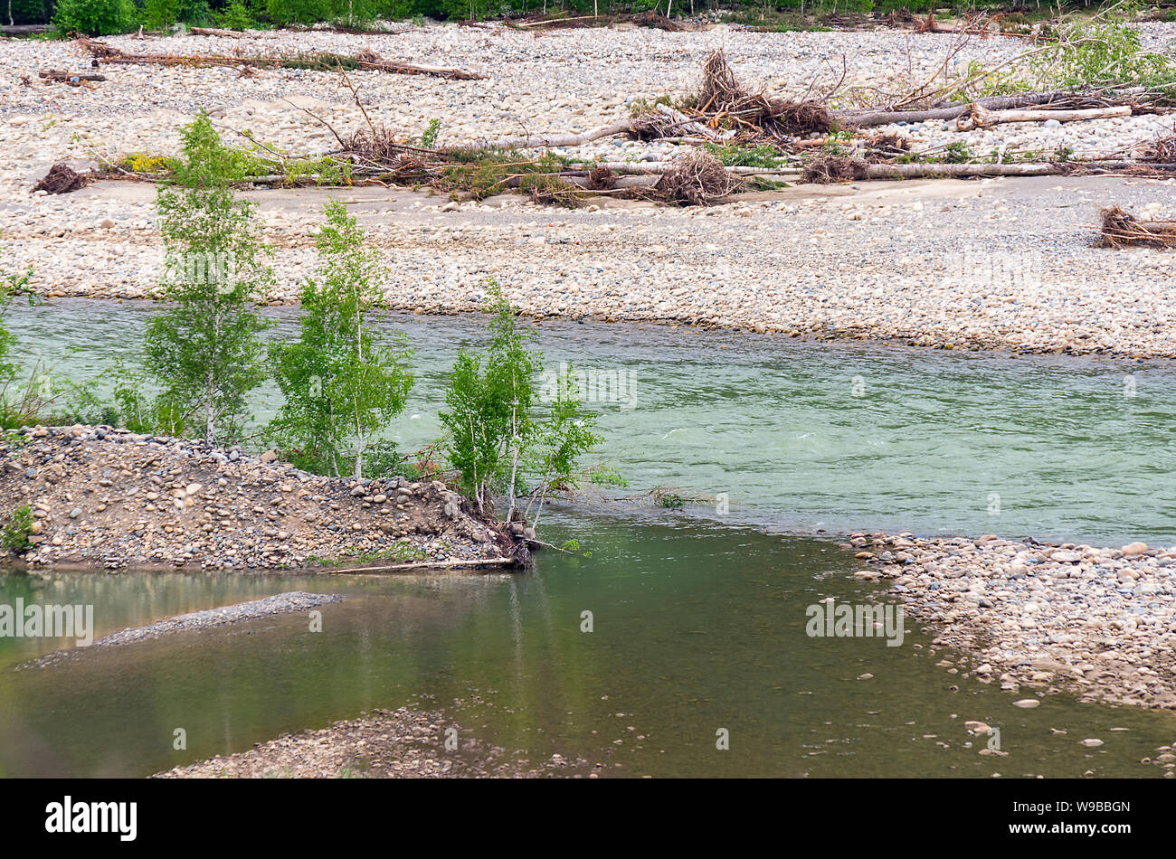 Mountain River Shallow with Snags and Young Birch Trees Stock Photo - Alamy