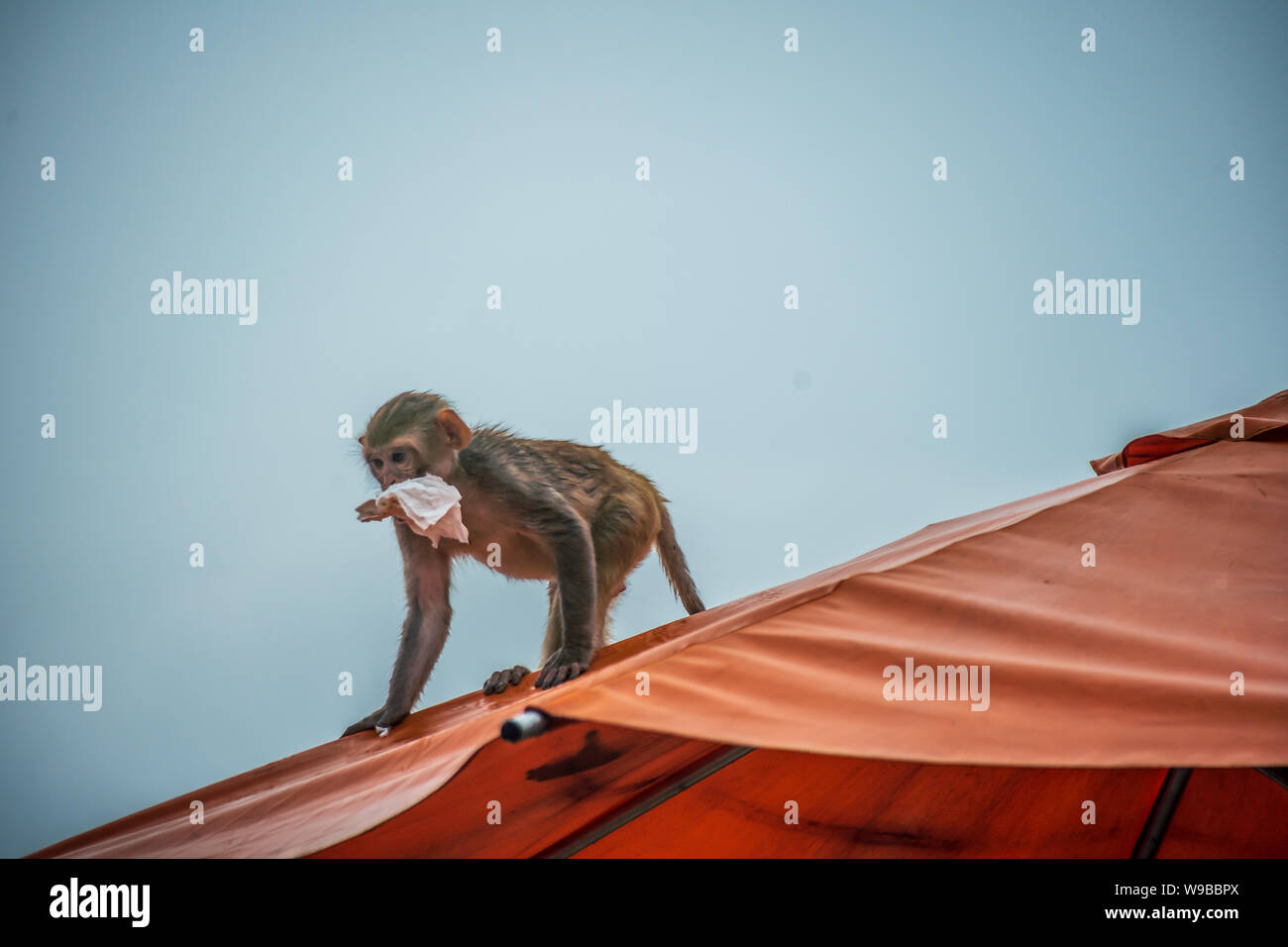 Monkey on the roof hi-res stock photography and images - Alamy
