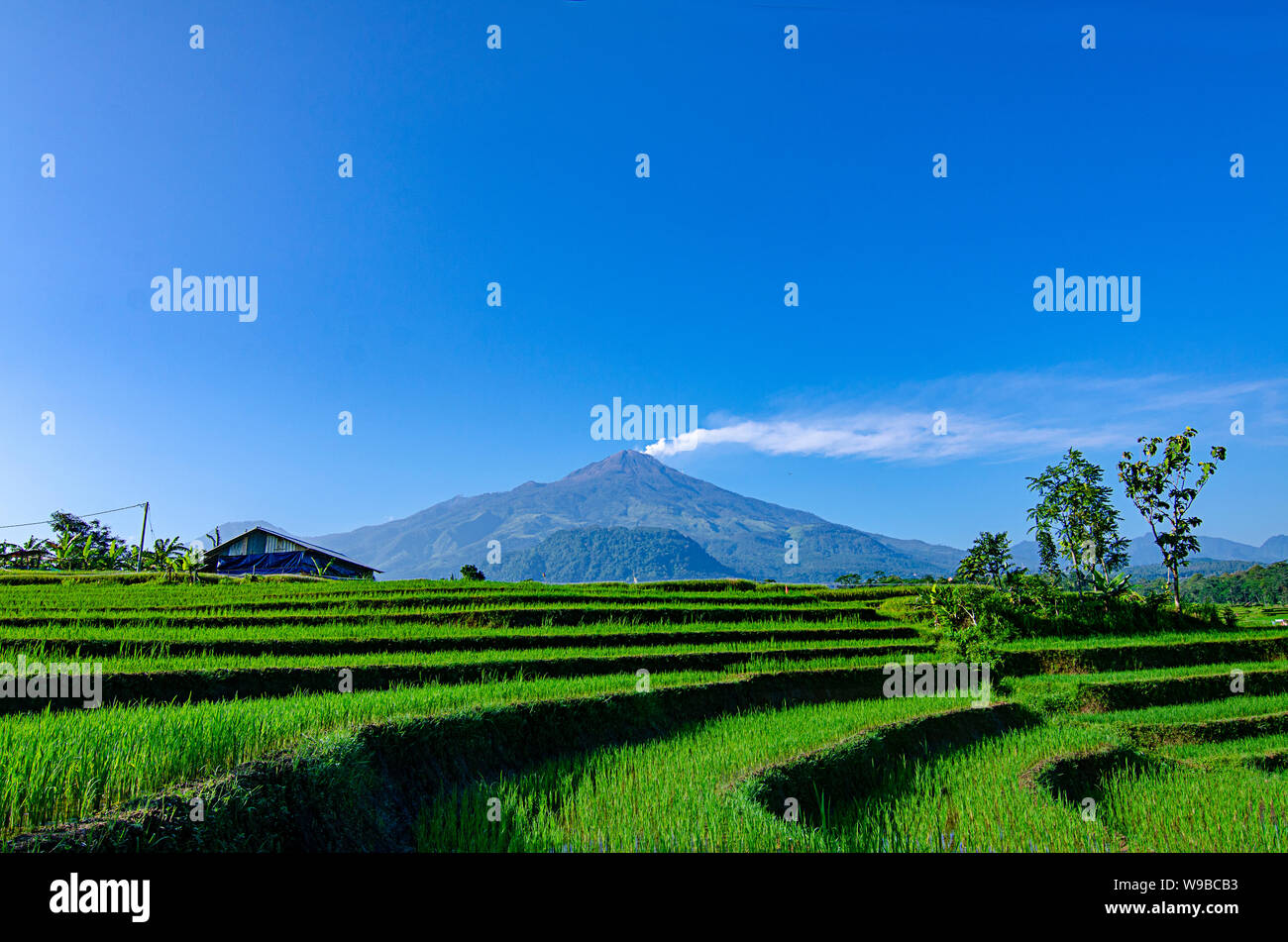 Eruption of Mount Arjuna/Arjuno-Welirang with rice paddies epic view ...