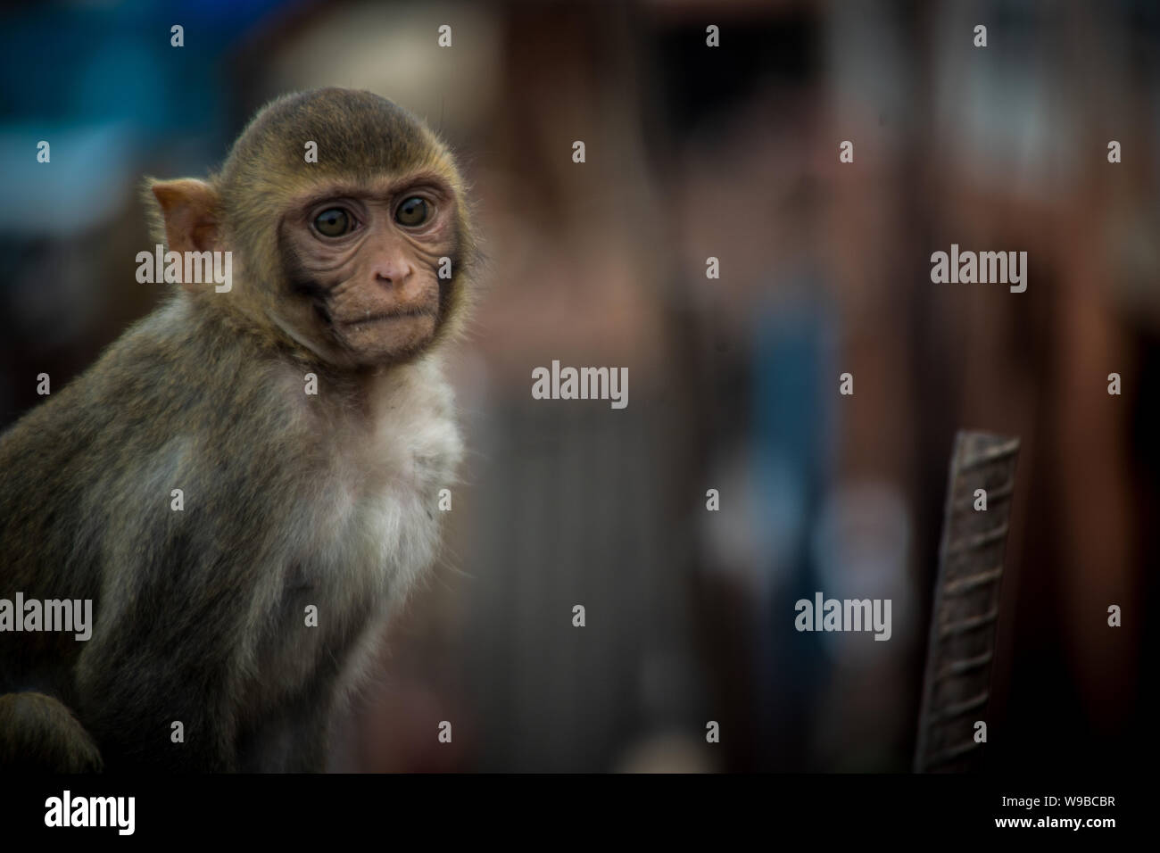 monkey in pink city destination in jaipur Stock Photo - Alamy