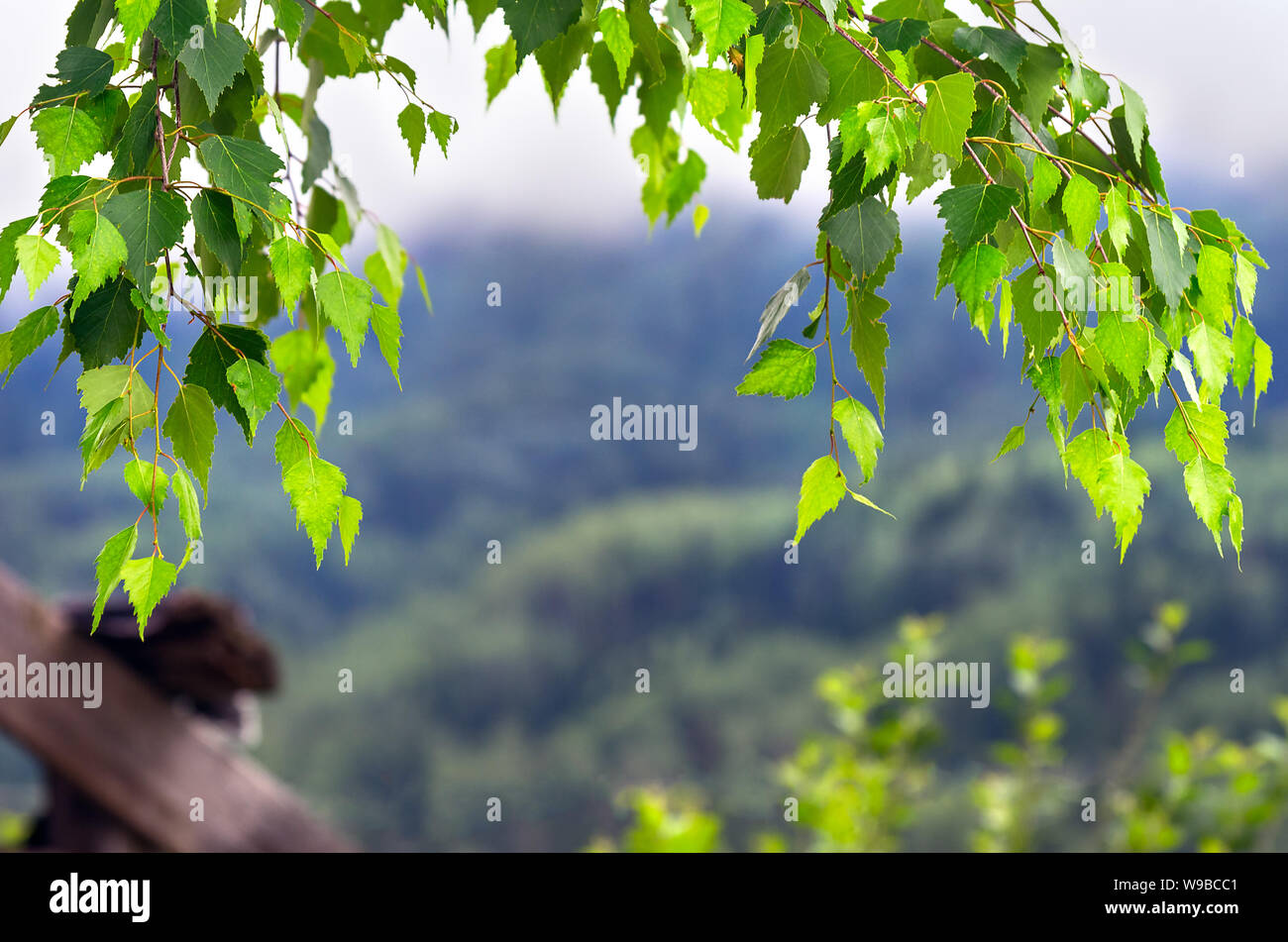 Birch tree on mountain slope hi-res stock photography and images - Alamy