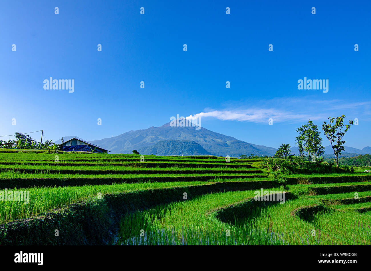 Eruption of Mount Arjuna/Arjuno-Welirang with rice paddies epic view ...
