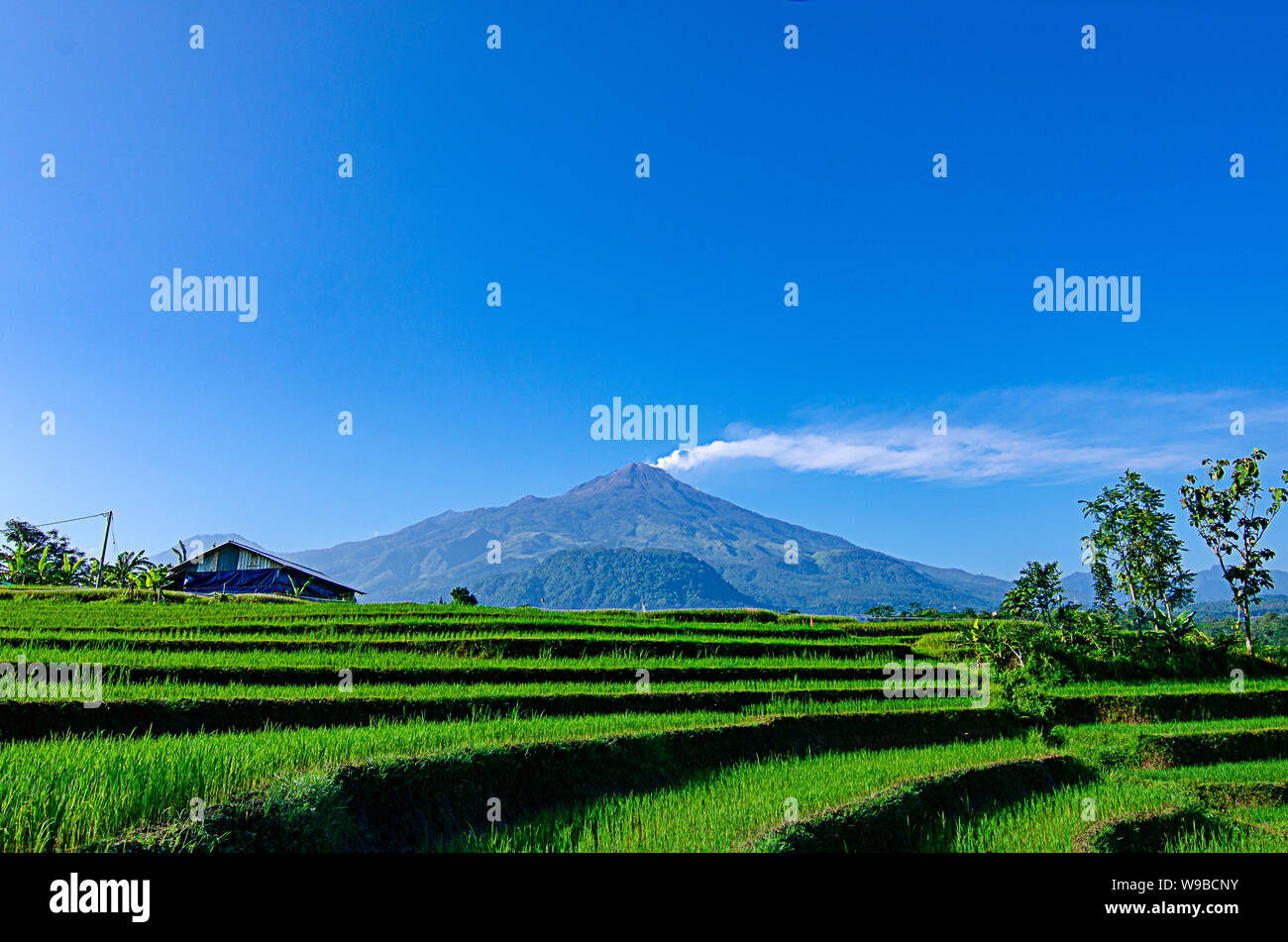 Eruption of Mount Arjuna/Arjuno-Welirang with rice paddies epic view ...