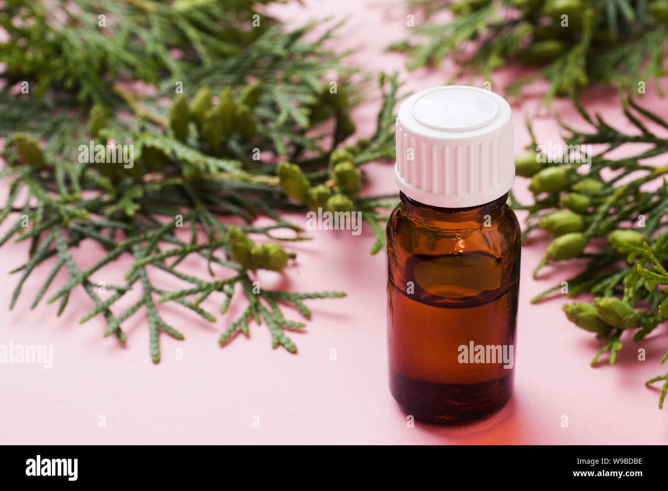 Thuja aroma essential oil in a glass jar on a pink background. Copy ...