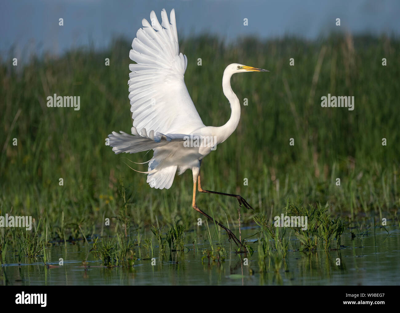 Egret great (Egretta alba) in flight, Danube Delta, Romania Stock Photo ...