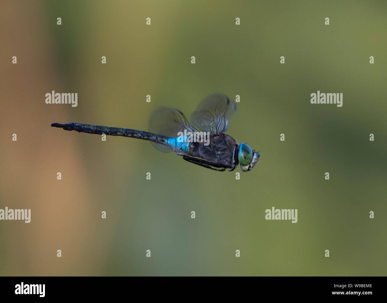 Lesser Emperor Dragonfly in flight, Danube Delta, Romania Stock Photo ...