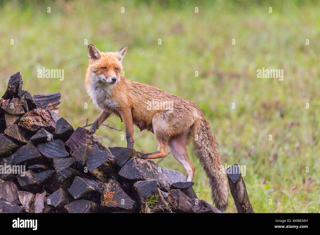 One female climbing hi-res stock photography and images - Alamy