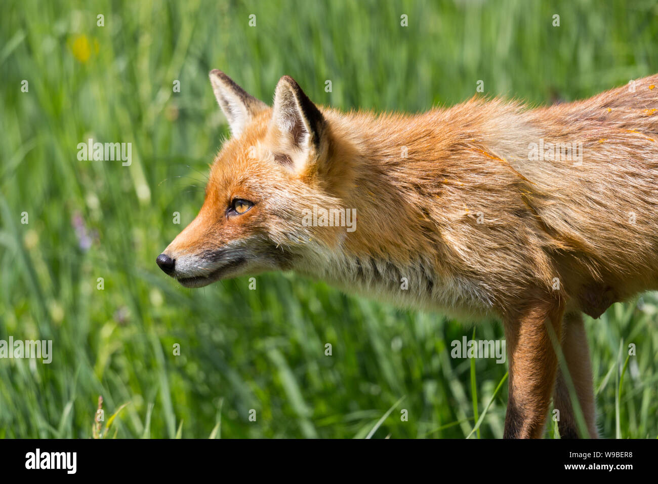 close side view red fox (vulpes) walking through green grass Stock ...