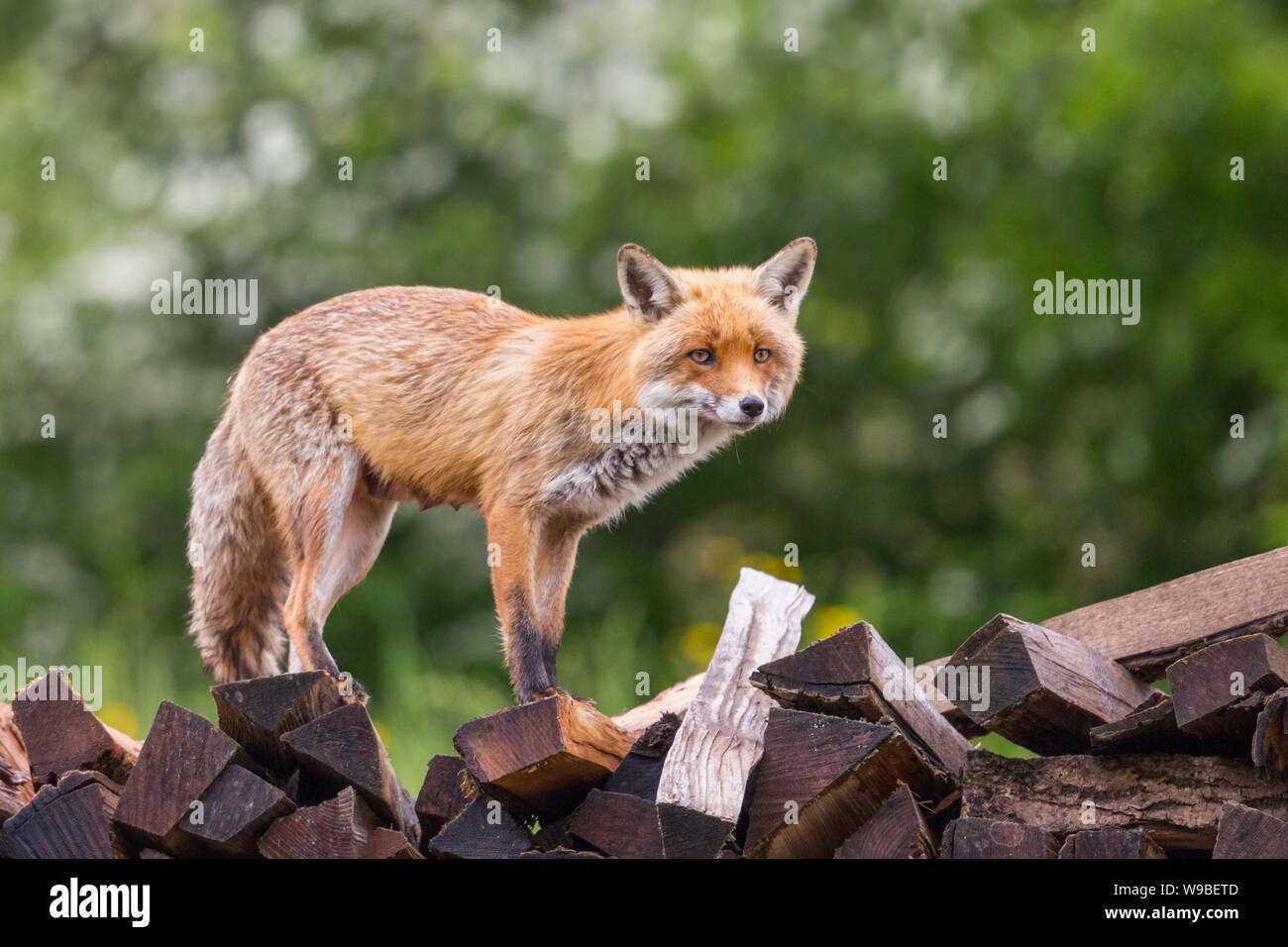 Female fox hi-res stock photography and images - Alamy