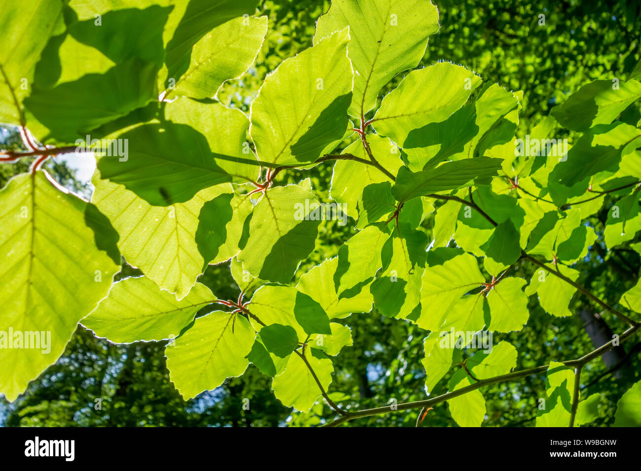 Translucent plant leaf hi-res stock photography and images - Alamy
