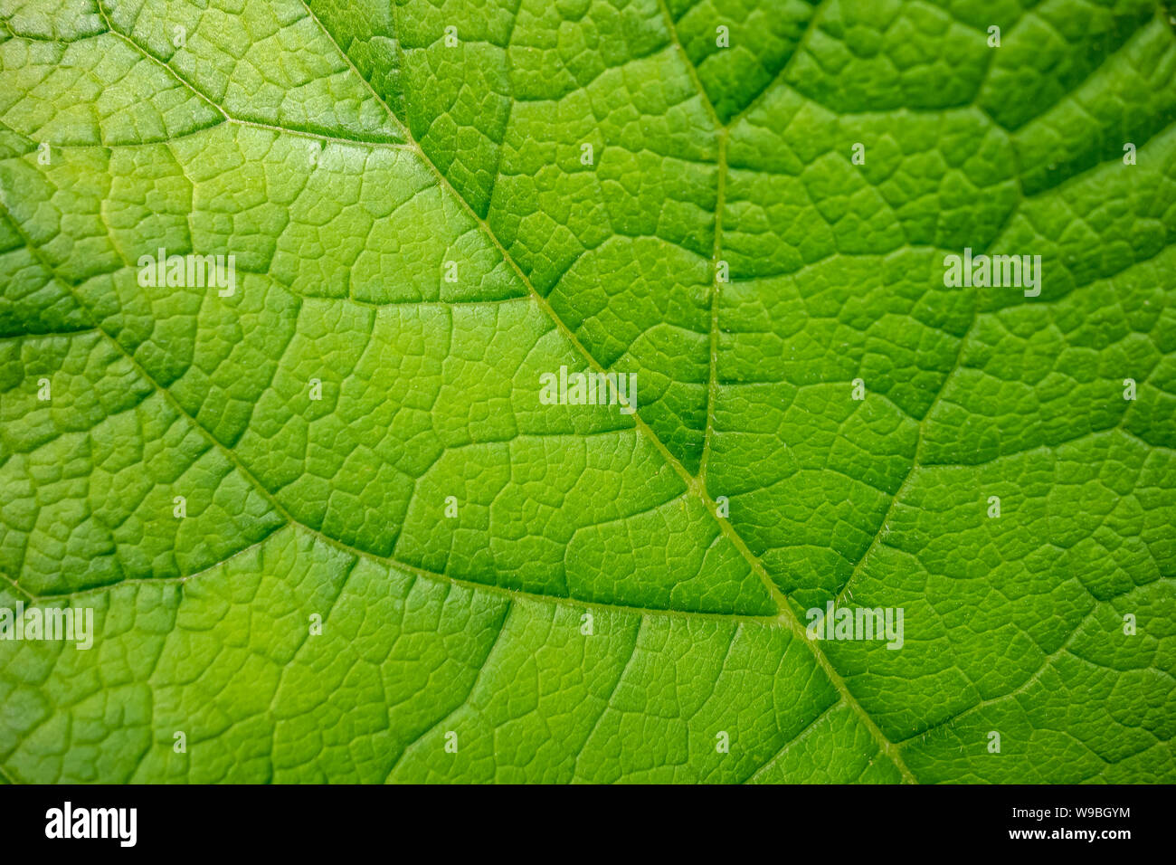 full frame abstract green plant leaf closeup Stock Photo - Alamy