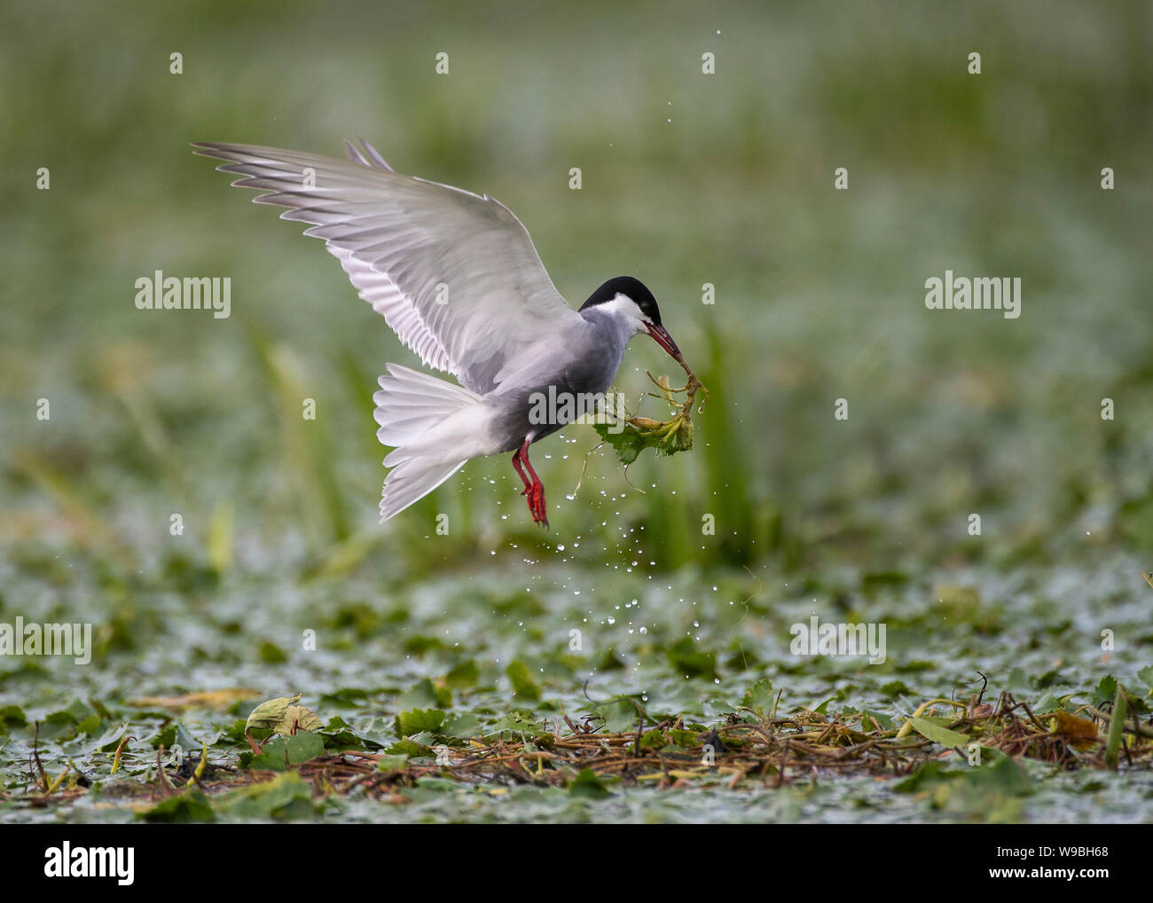 Whiskered tern in flight, collecting nest material, Danube delta ...