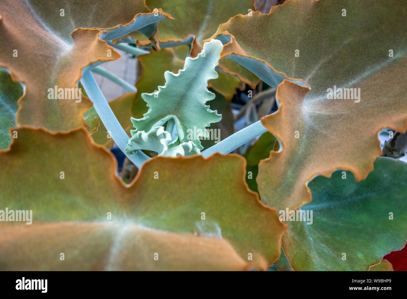 full frame detail shot showing some felt bush leaves Stock Photo - Alamy