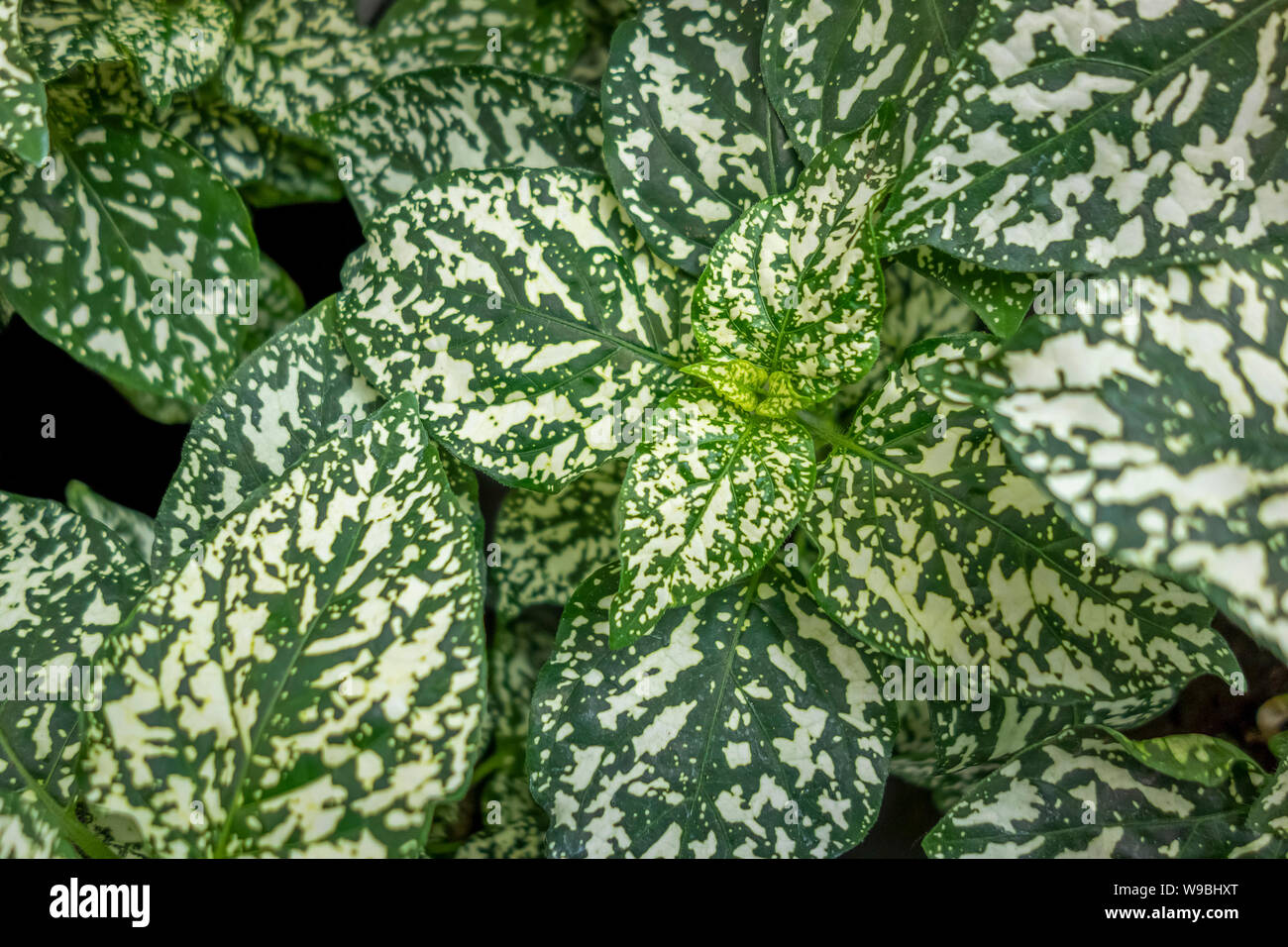 full frame green and white dappled plant leaves closeup Stock Photo - Alamy