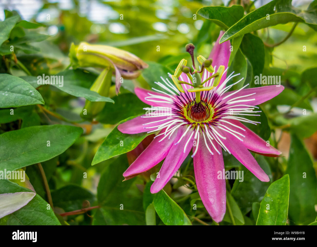 Closeup passiflora in flower hi-res stock photography and images - Alamy