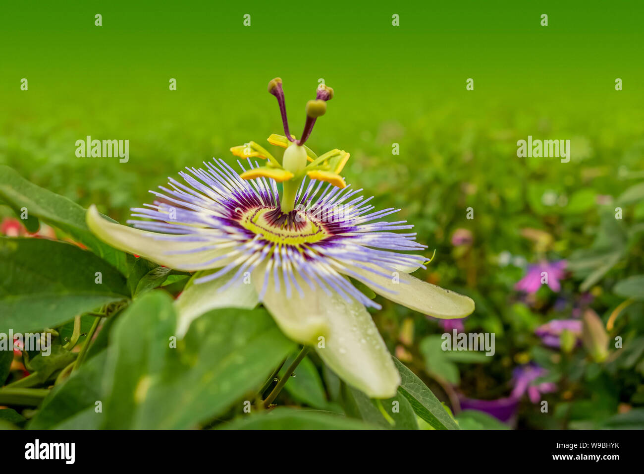 passion flower closeup in leavy gradient green back Stock Photo - Alamy