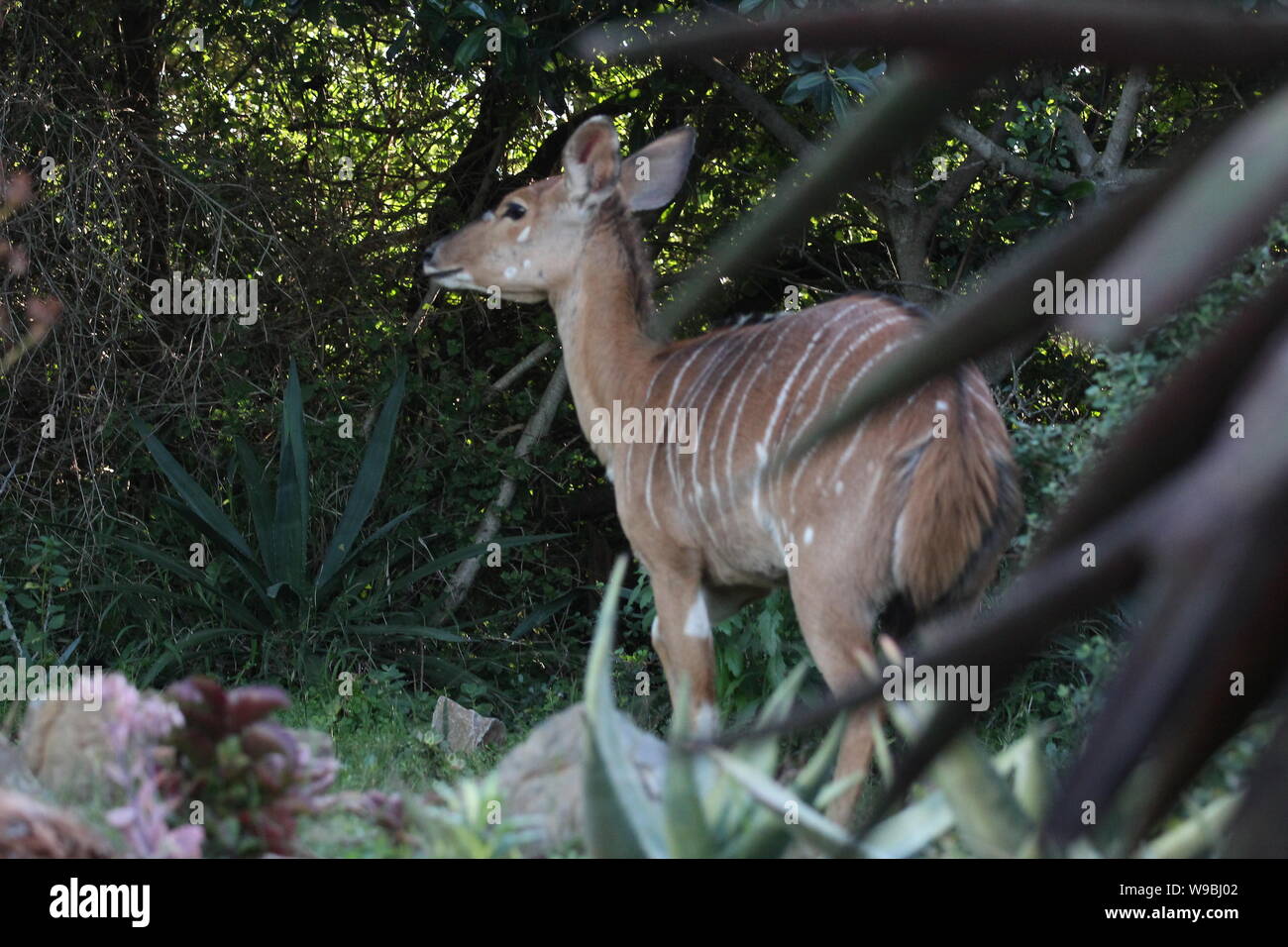 Female Nyala (Tragelaphus angasi) in the bushveld area of Natures ...