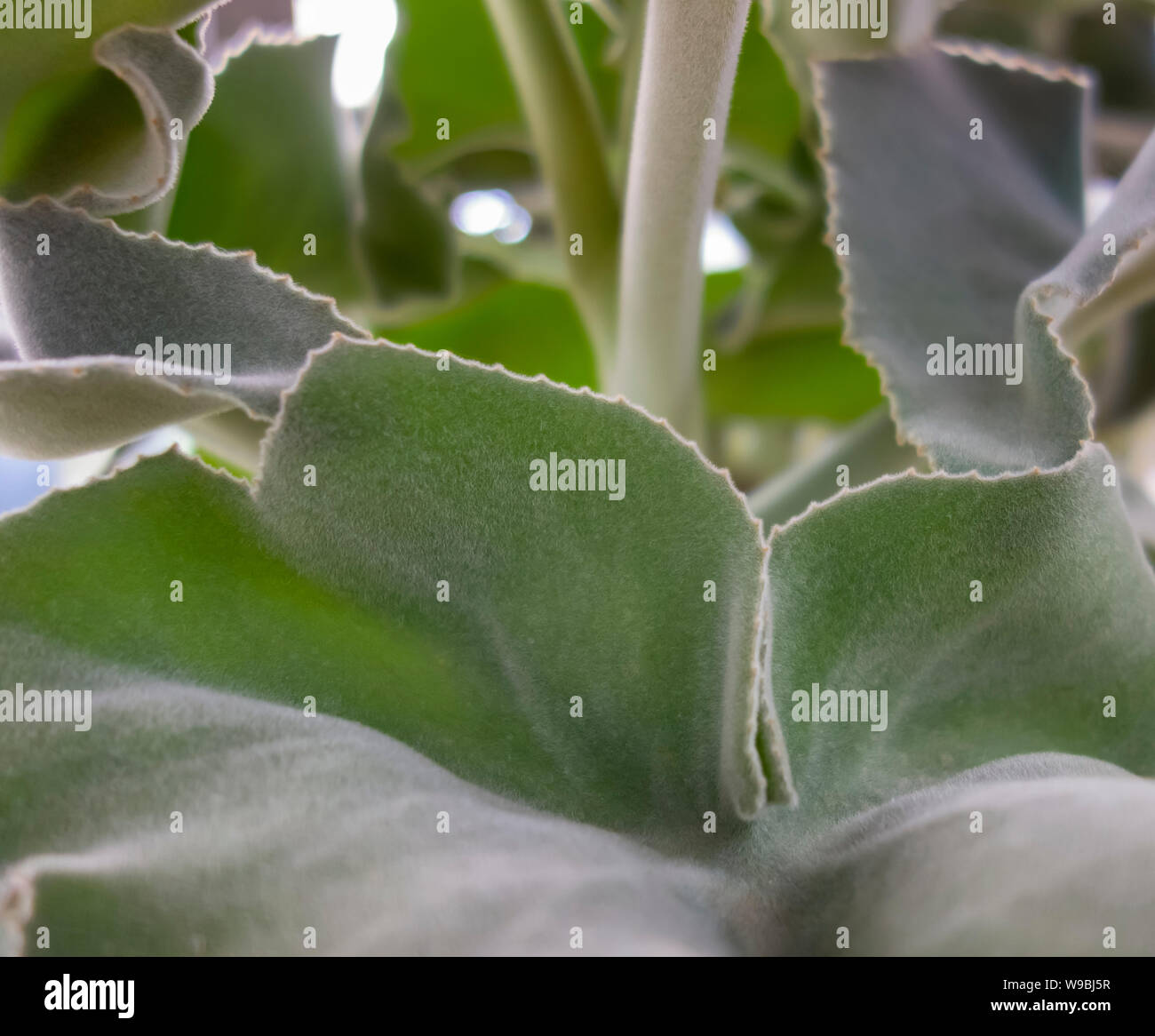 Felt bush hi-res stock photography and images - Alamy