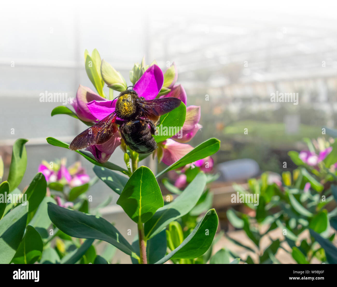 Purple carpenter bee hi-res stock photography and images - Alamy