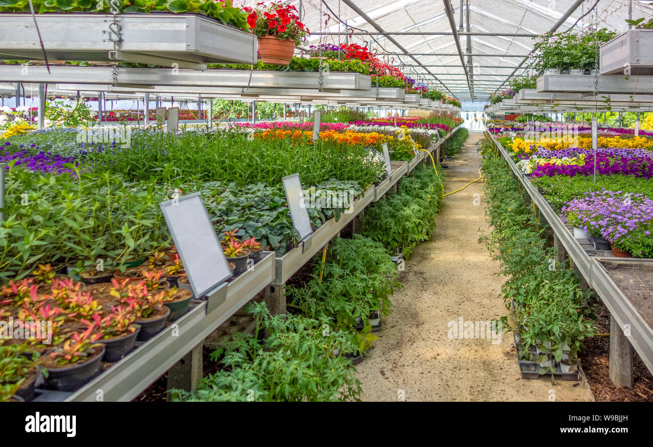 Various cultivar plant hi-res stock photography and images - Alamy