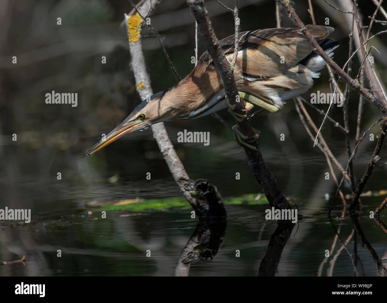 Little bittern feeding, Danube Delta, Romania Stock Photo - Alamy