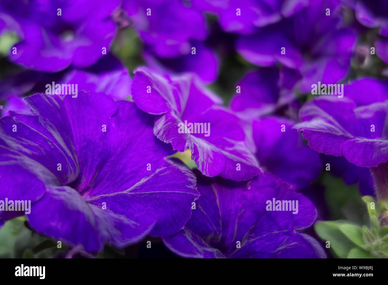 Dark violet bloom hi-res stock photography and images - Alamy