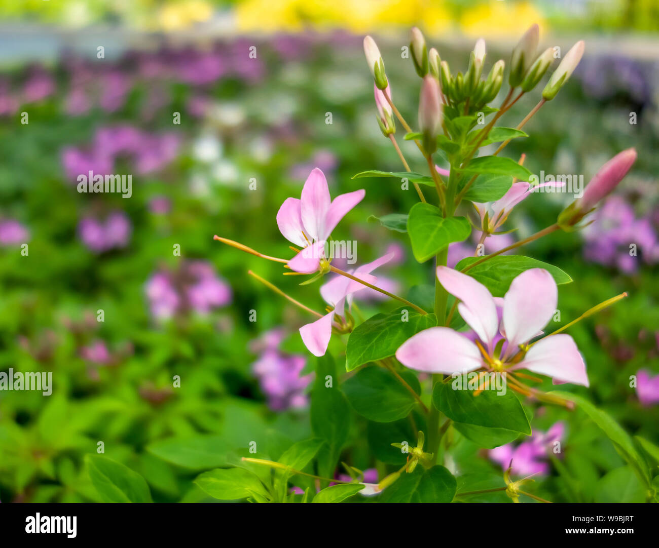 Frame pink flowers hi-res stock photography and images - Alamy