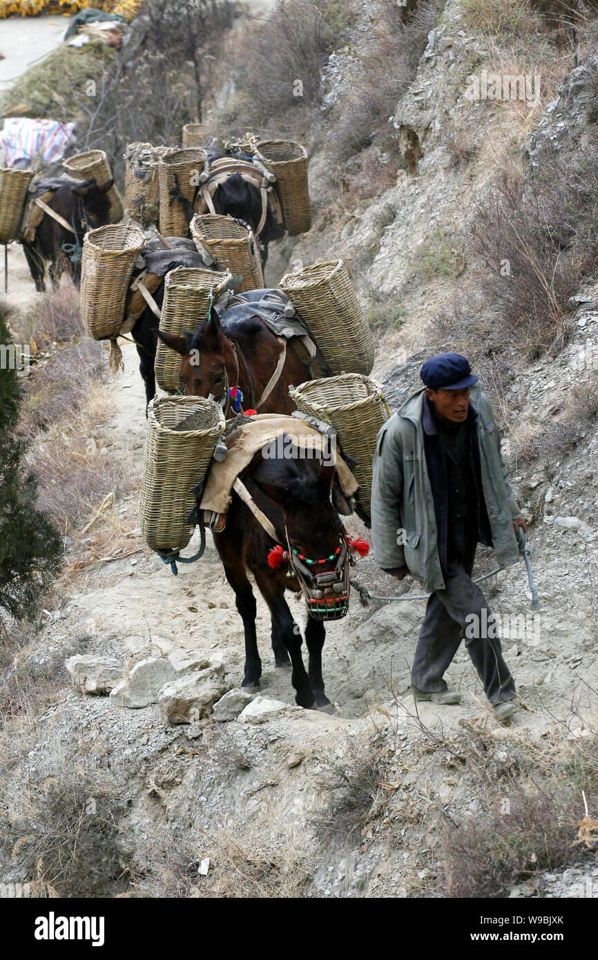 Chinese workers drive their mules carrying baskets of gravel, sand ...