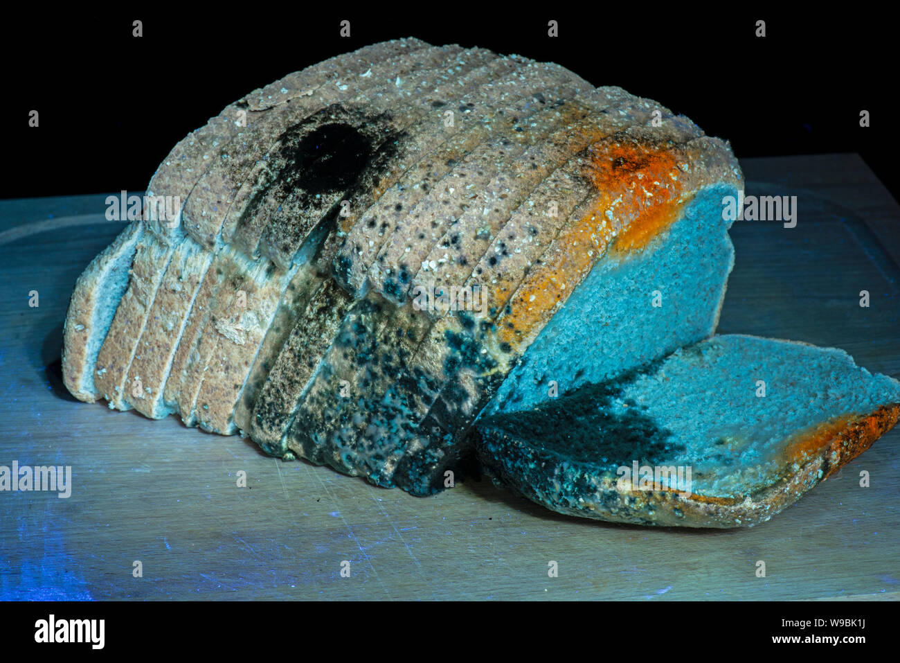 Mould on Brown Bread. Visible light and ultraviolet fluorescence Stock ...