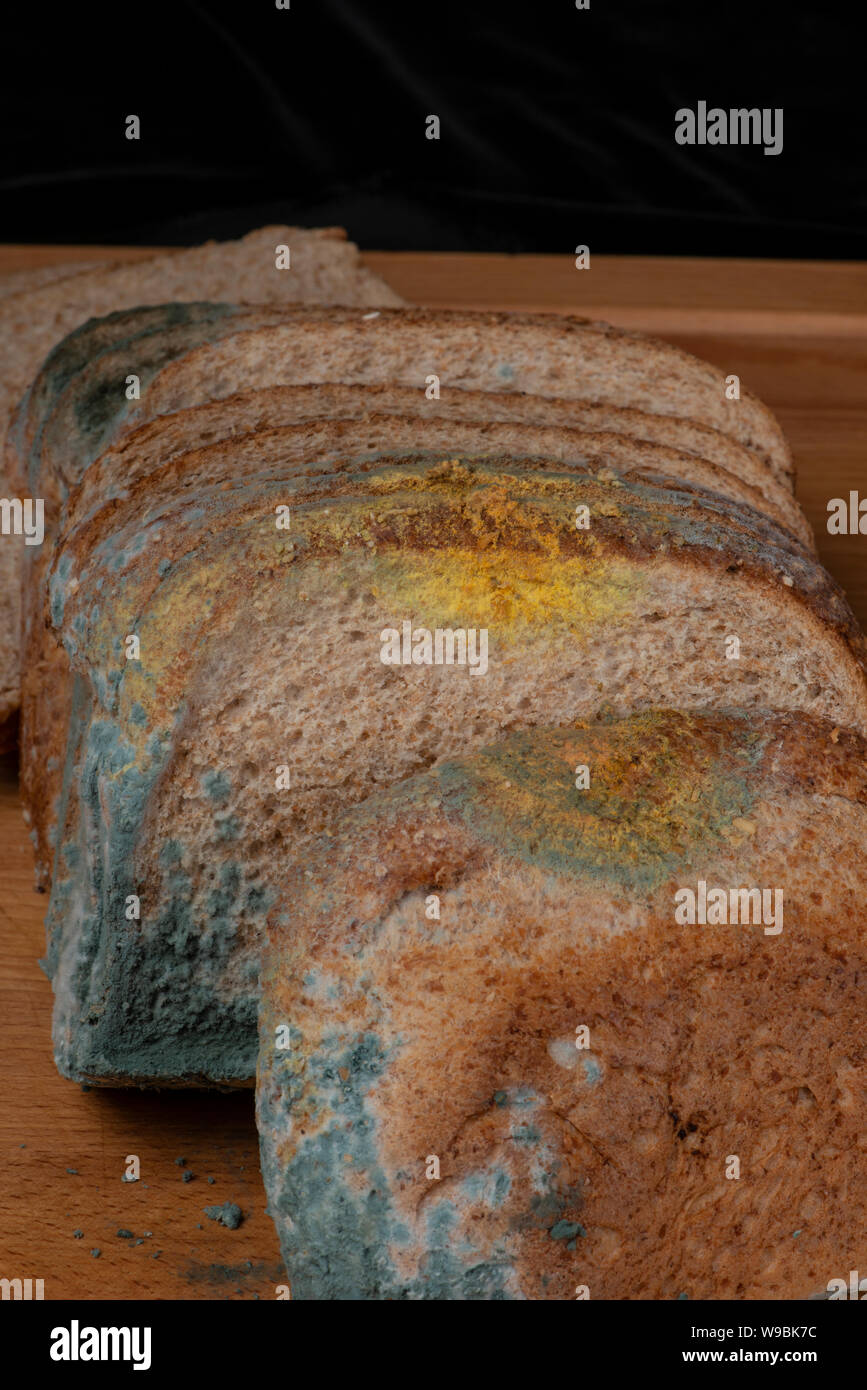 Mould on Brown Bread. Visible light and ultraviolet fluorescence Stock ...