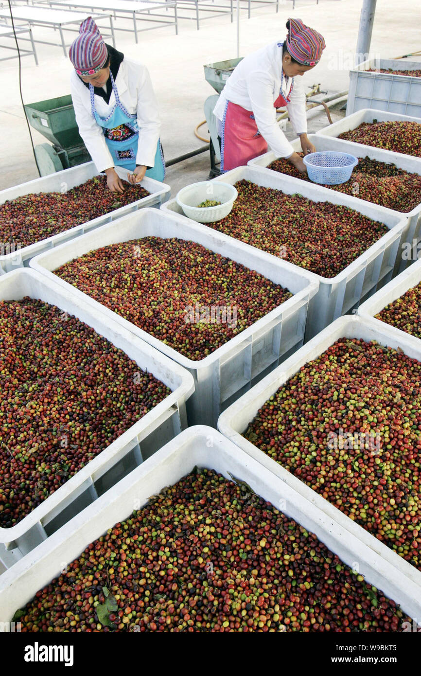 --FILE--Chinese workers process coffee beans at a coffee factory in ...