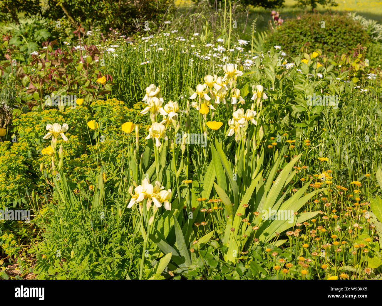 Country Summertime Flowers