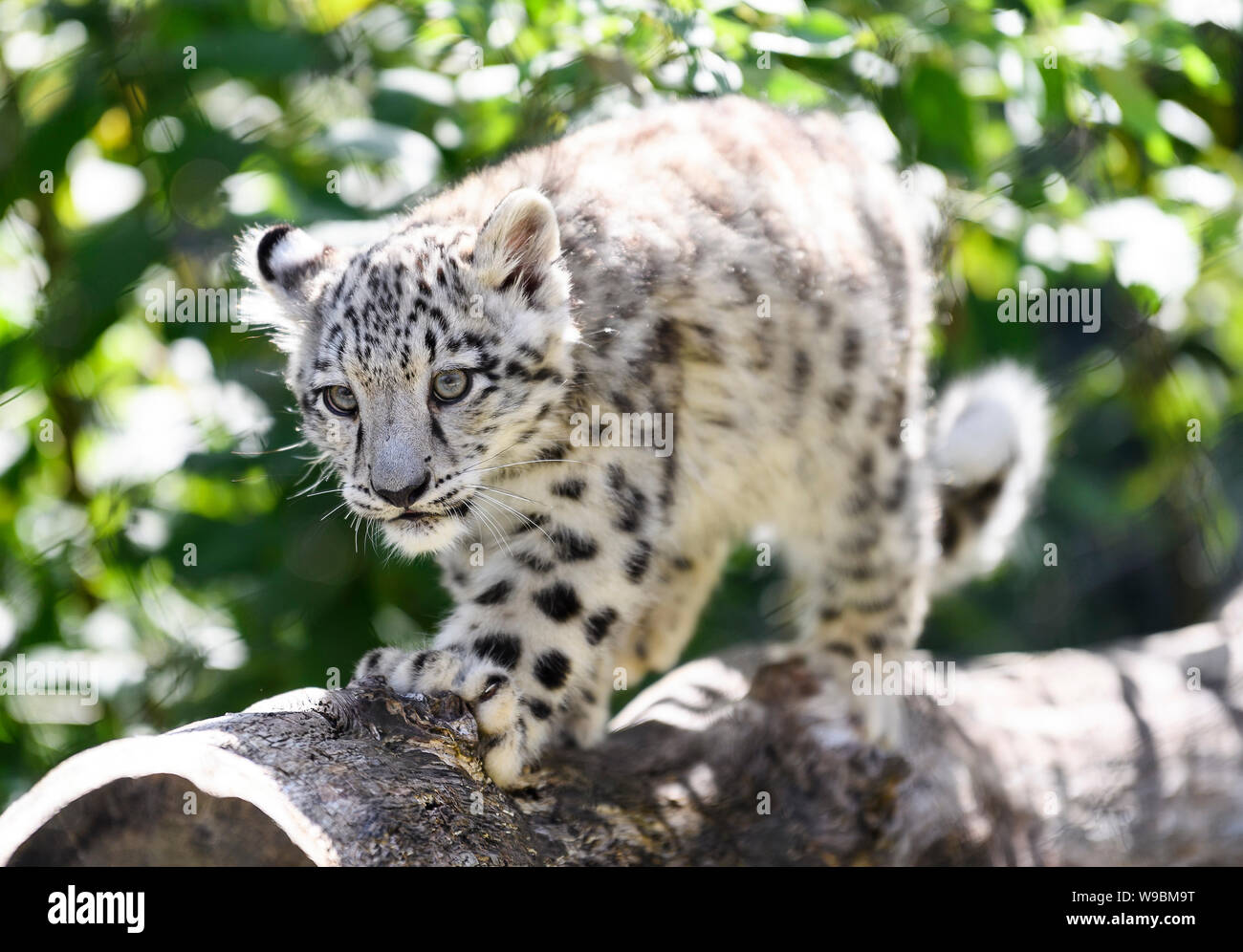Stuttgart, Germany. 13th Aug, 2019. A young snow leopard walks on a ...