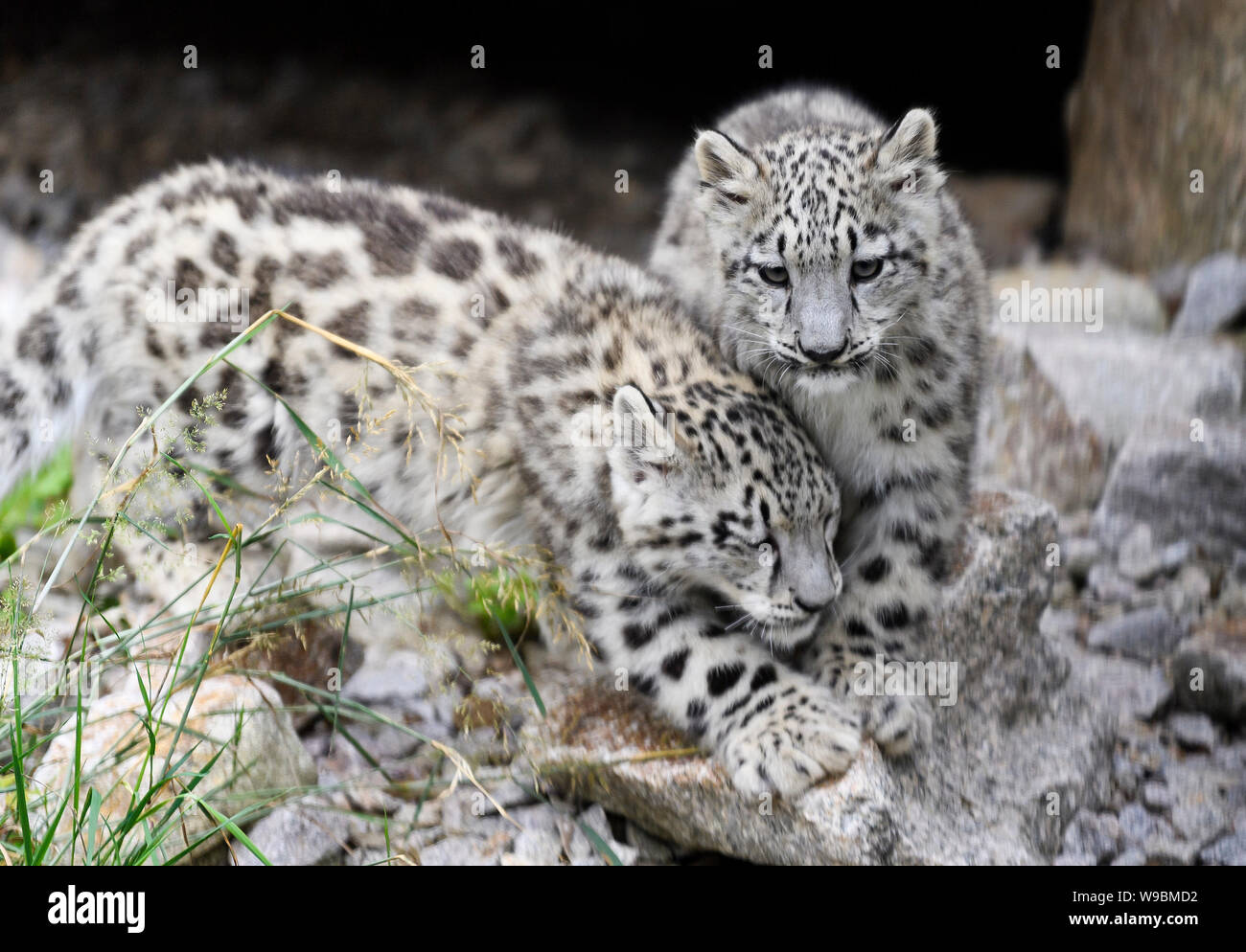 Stuttgart, Germany. 13th Aug, 2019. Two snow leopard boys walk through ...