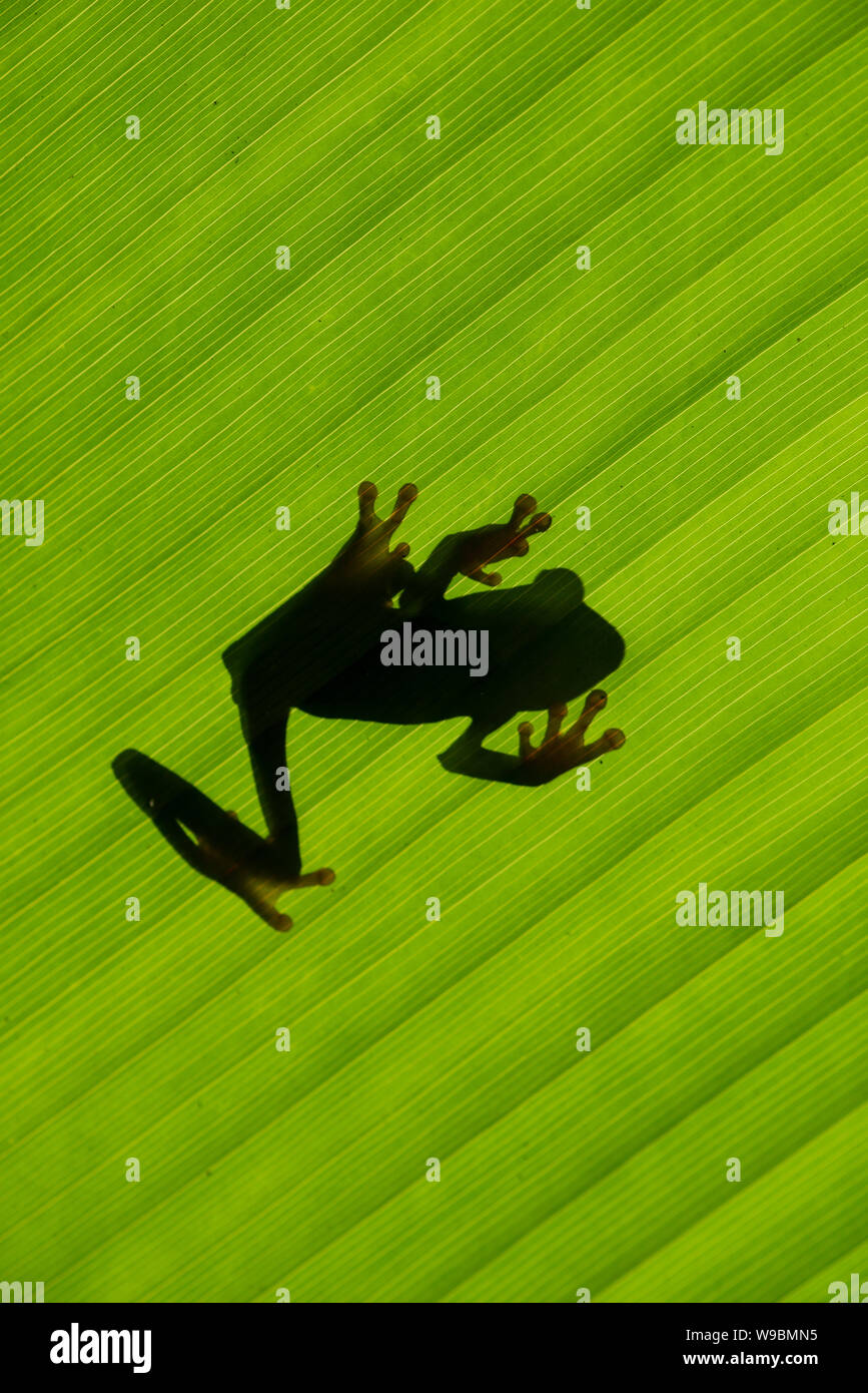Red Eyed Tree Frog: Agalychnis callidryas. Silhouetted on leaf. Costa ...