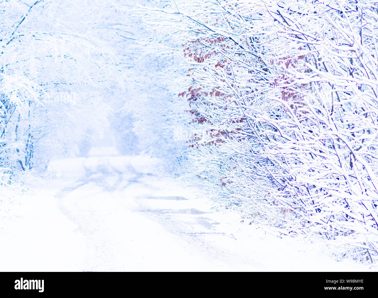 Winter road and snow splash. Winter trees with frost. Winter space and ...