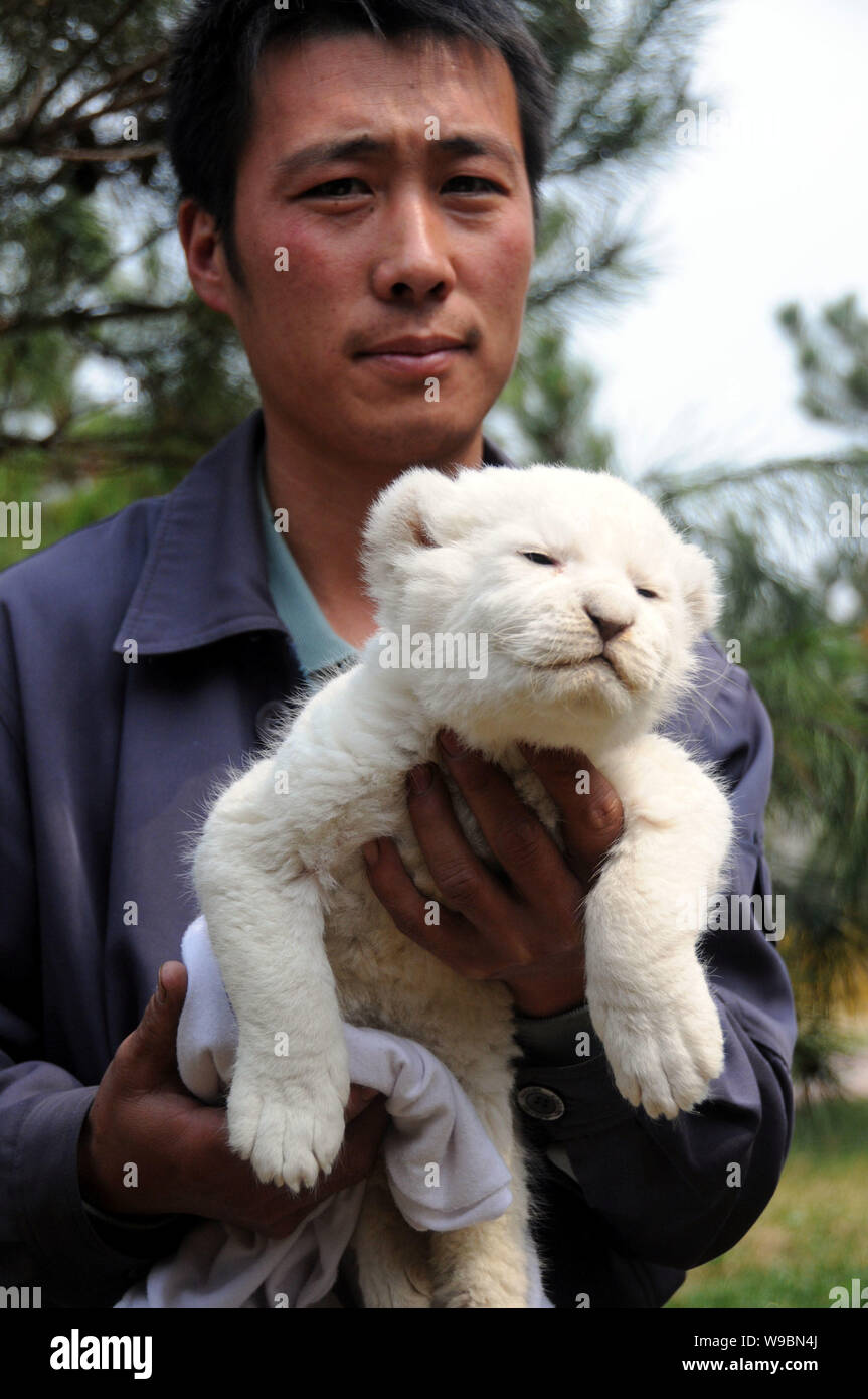 Dead lion cub hi-res stock photography and images - Alamy