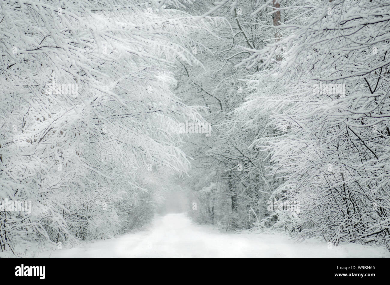 Winter snow road and forest landscape. Winter road and snow splash ...