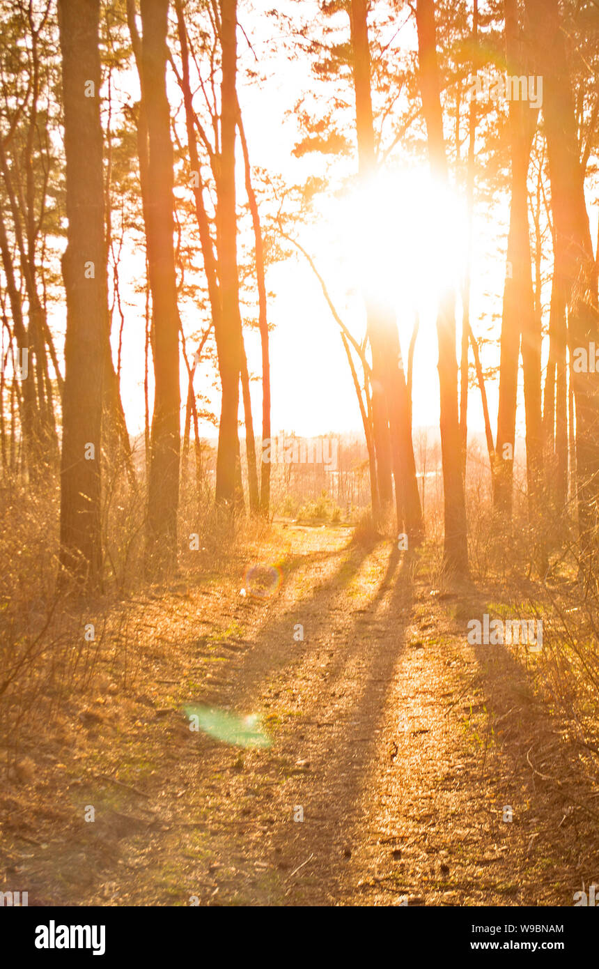 Gold sunlight autumn hi-res stock photography and images - Alamy