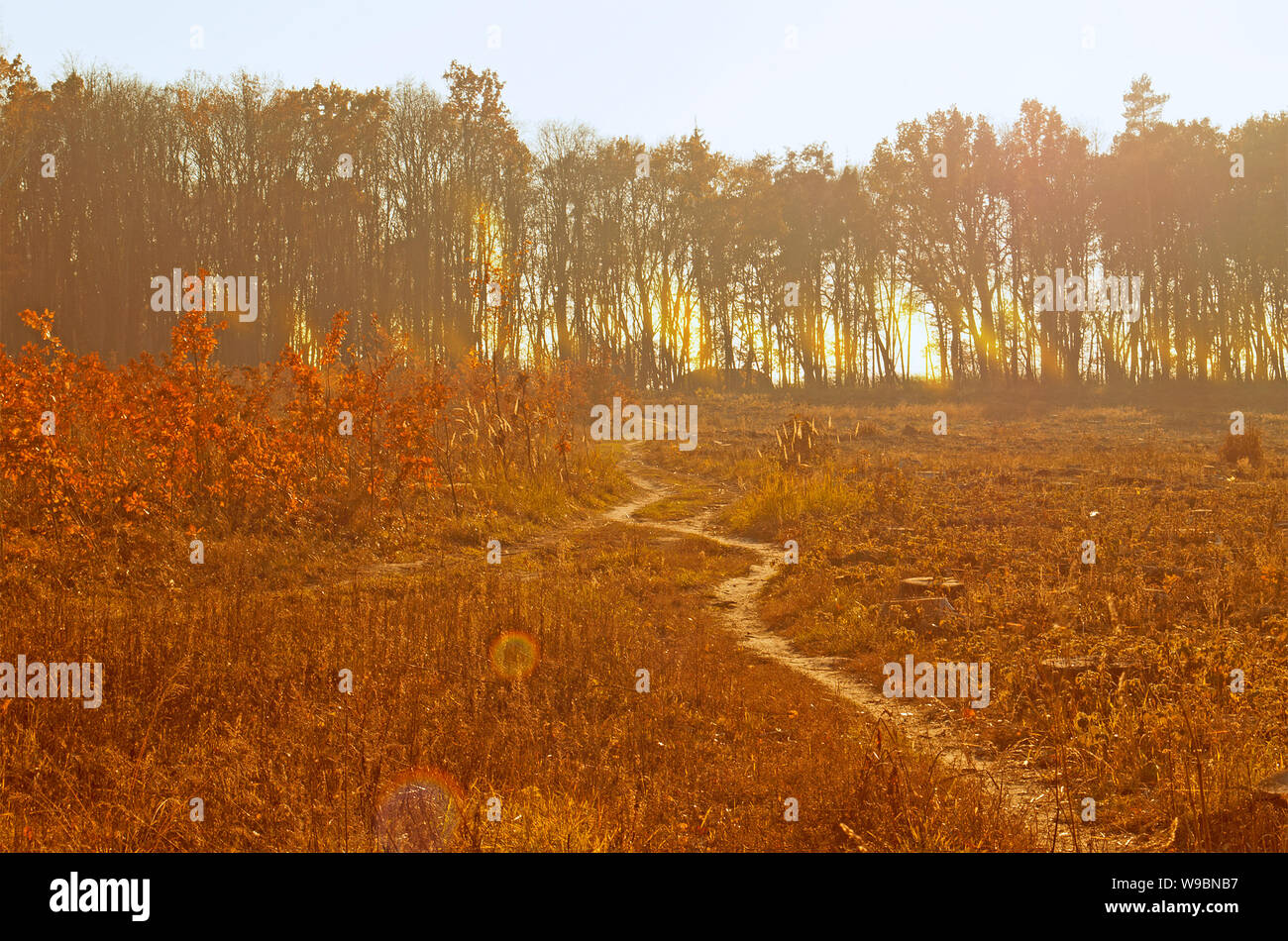 Autumn golden forest. Beautiful autumn nature background Stock Photo - Alamy