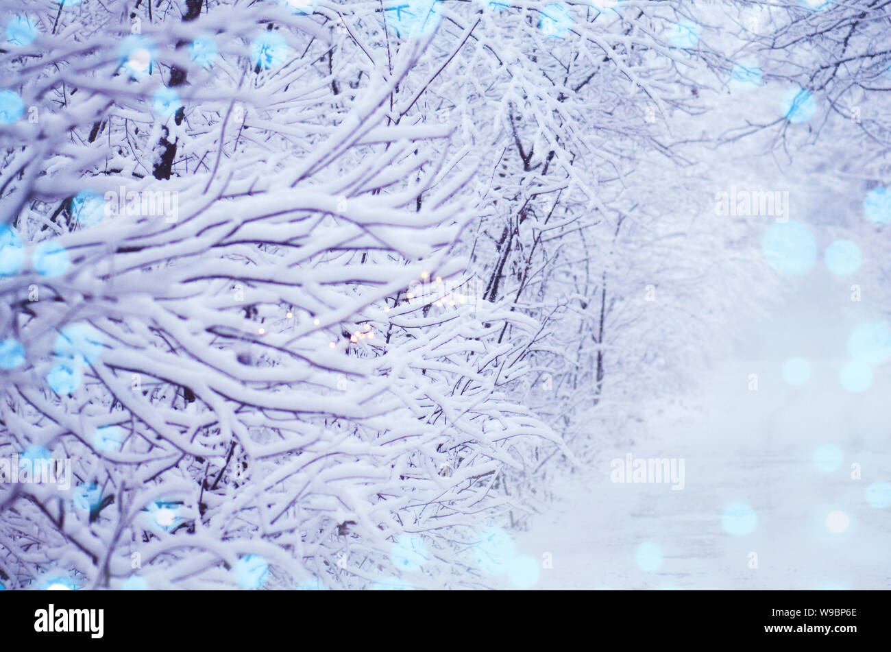 Beautiful park in the winter. Frozen fir trees. Winter landscape ...