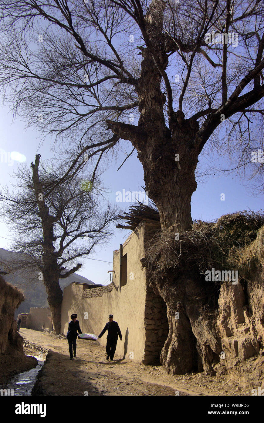 Chinese villagers walk past two white poplars which were planted during ...