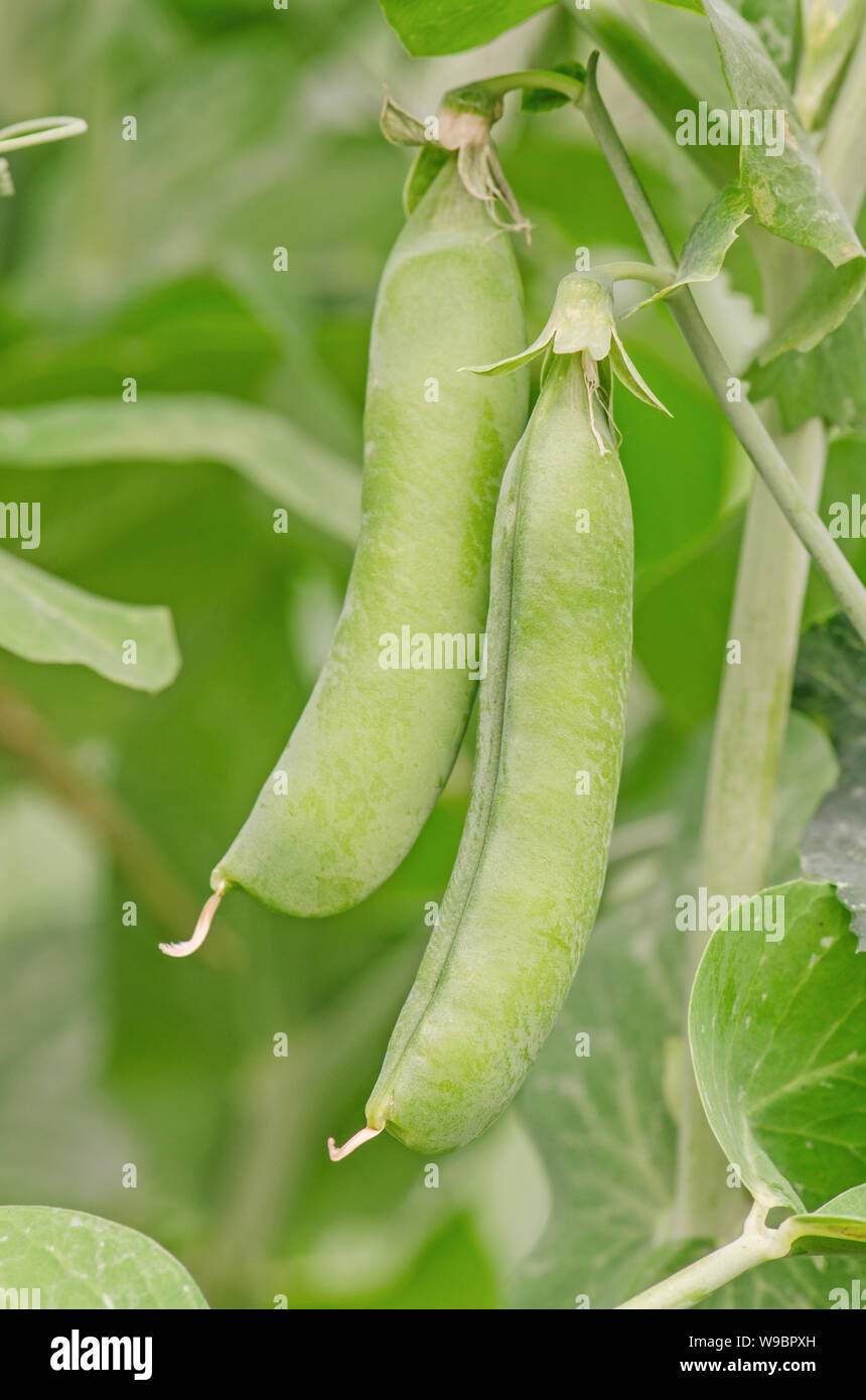 Pea stalk hi-res stock photography and images - Alamy