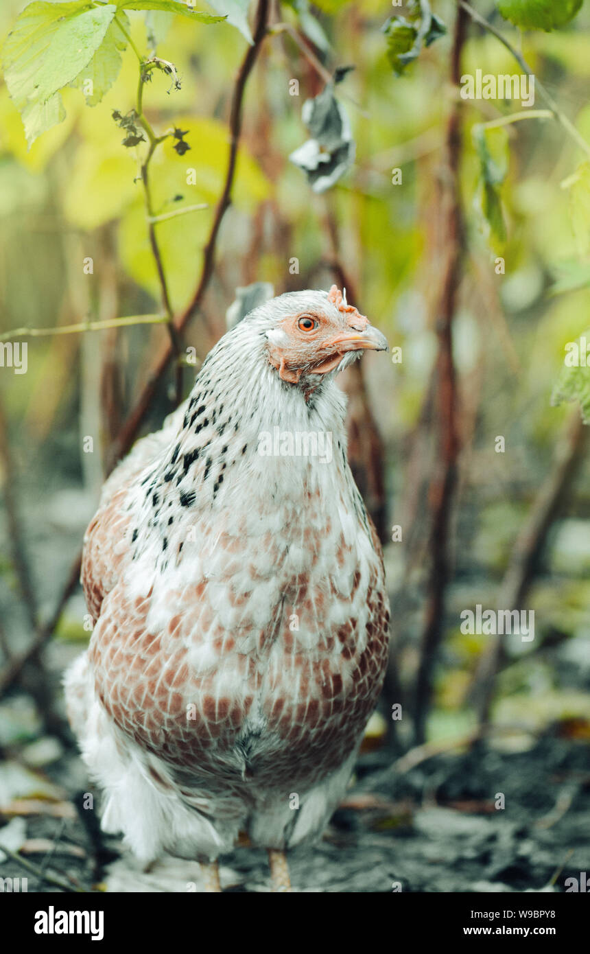 Chicken in bio farm. Hen in farm. Hen on field freely grazing on a ...
