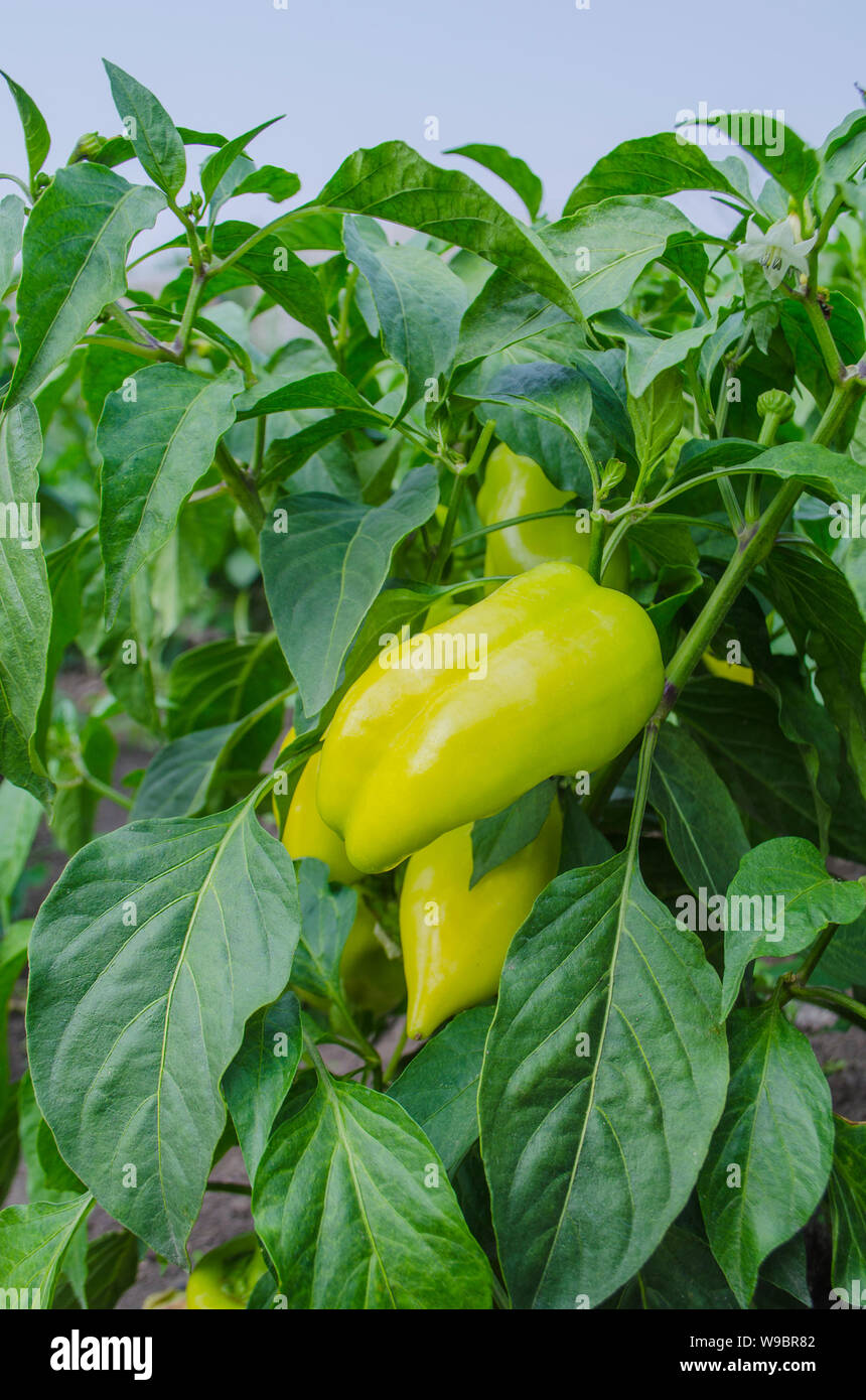 Paprika bush hi-res stock photography and images - Alamy