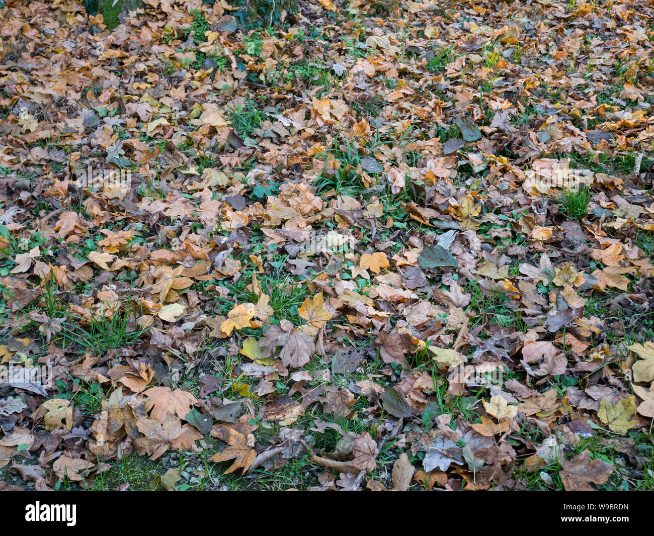 Colorful autumn leaves on the ground background Stock Photo - Alamy