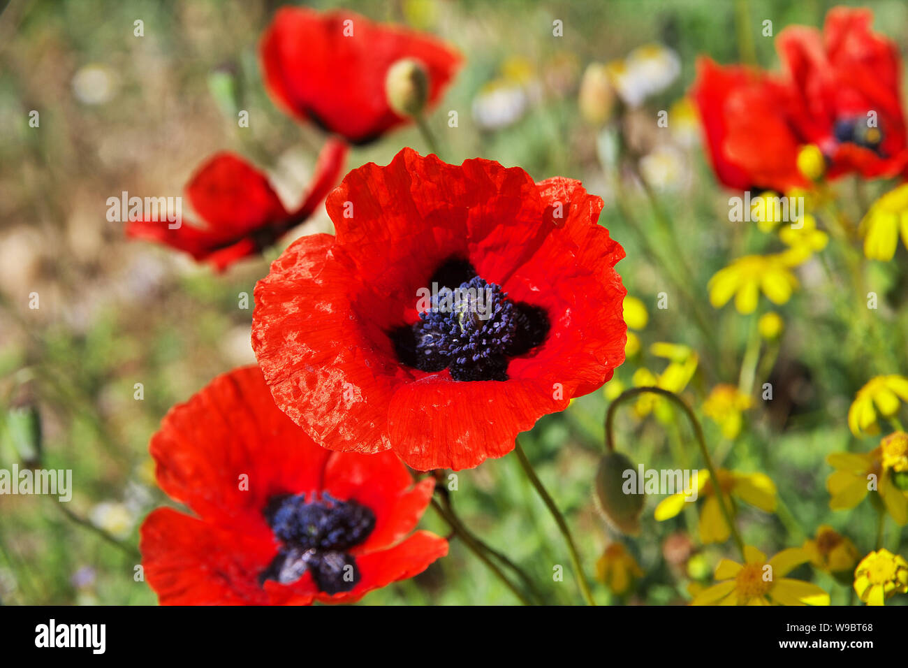 Poppy field in Caucasus mountains Stock Photo - Alamy